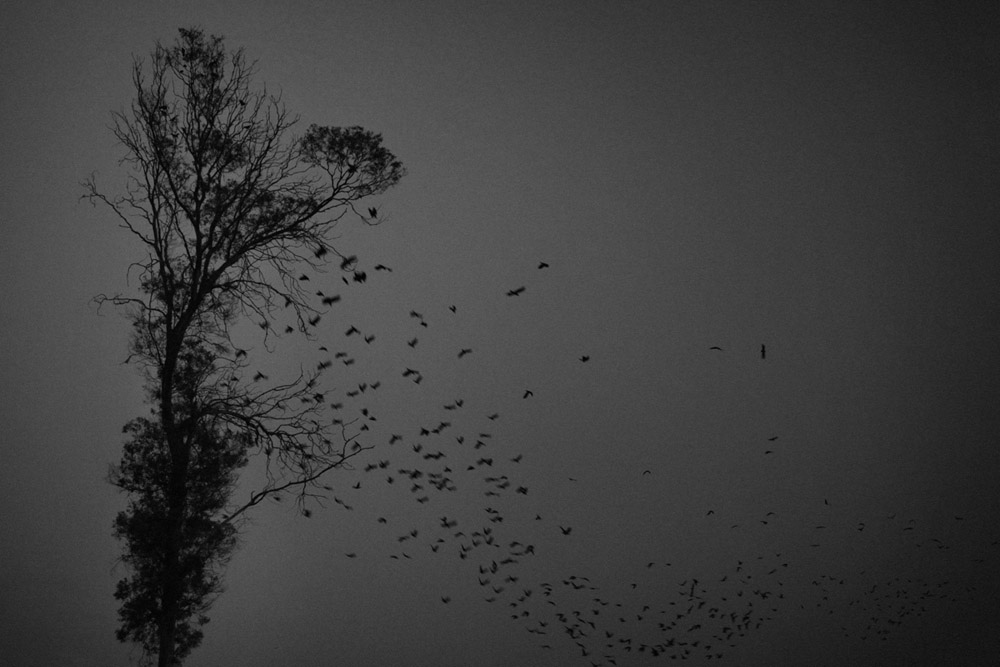 Terms of Venery – EcoTheo Review